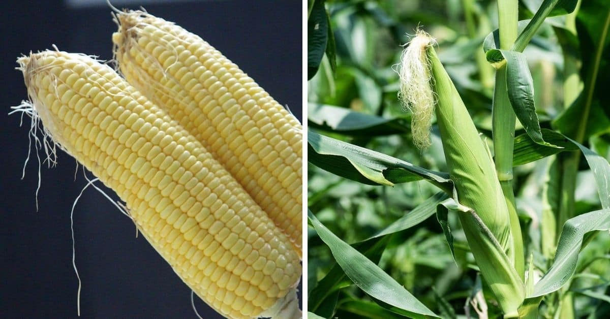 What is maize (corn)?