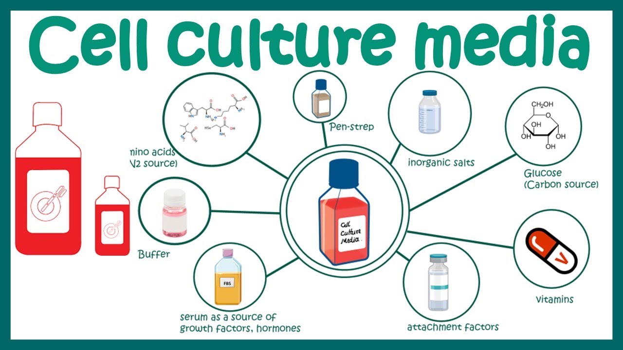 What is media in cells?