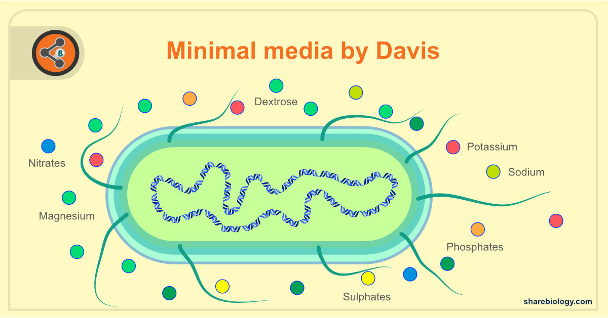 What is minimal media in microbiology?