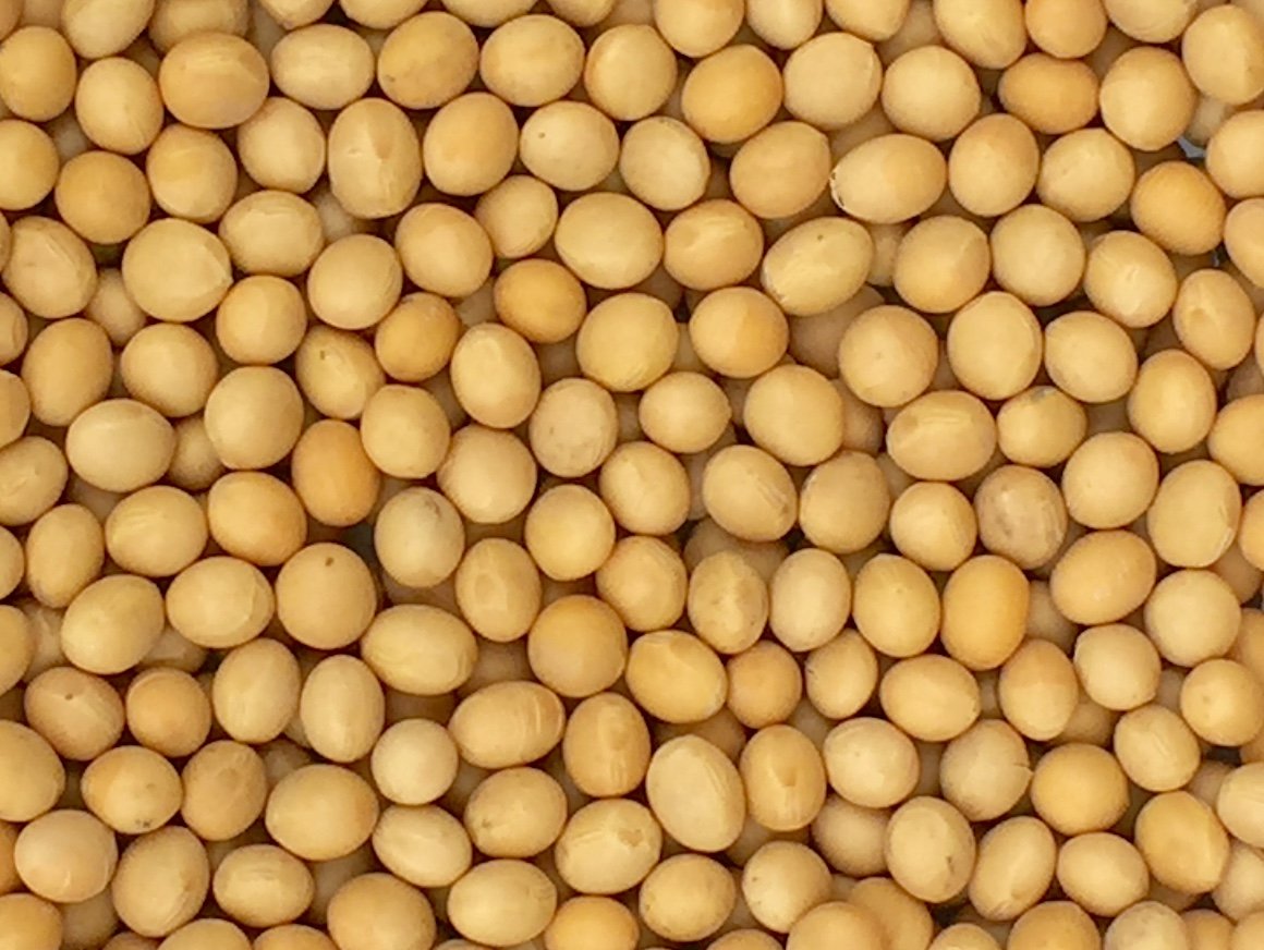 What is non-GMO soybean?