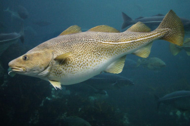 What is North Atlantic cod?