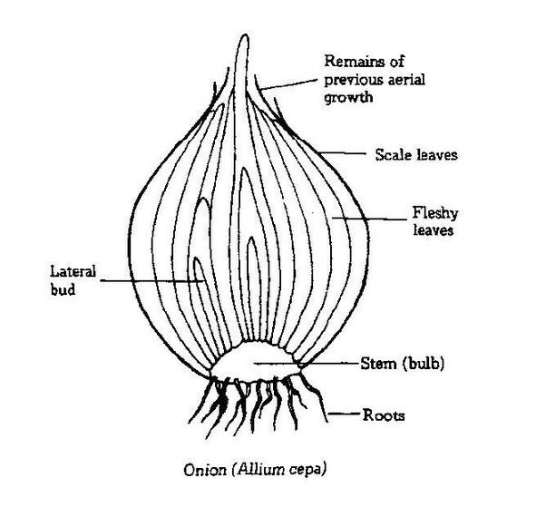 What is onion stem called?