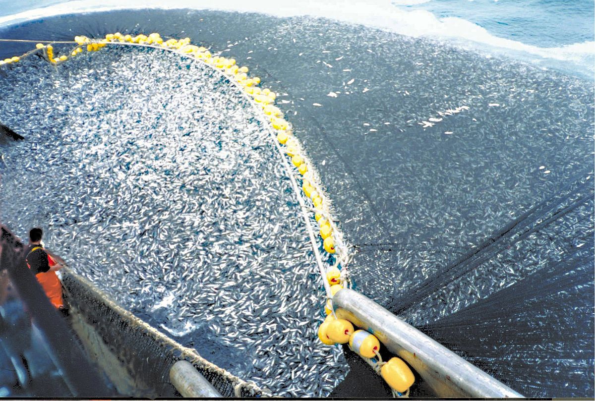 What is overfishing simple?