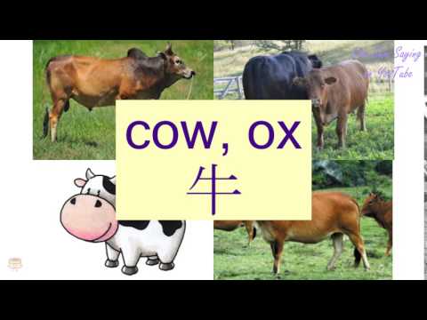 What is Ox in Cantonese?