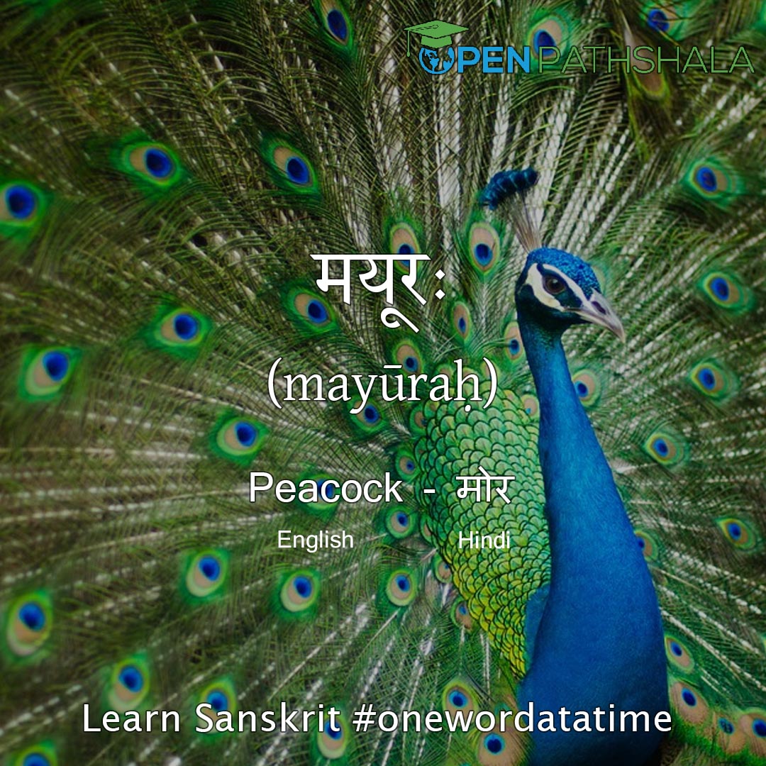 What is peacock called in Sanskrit?