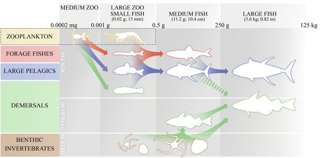 What is pelagic and demersal?