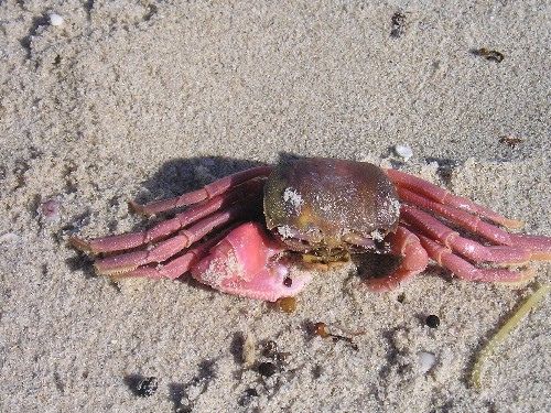 What is pink crab?