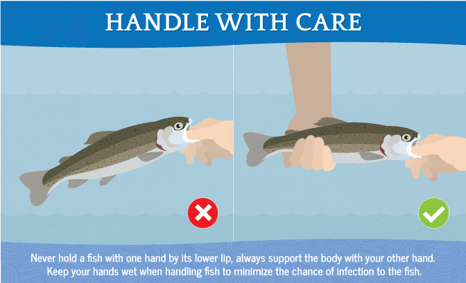 What is proper handling of fish?