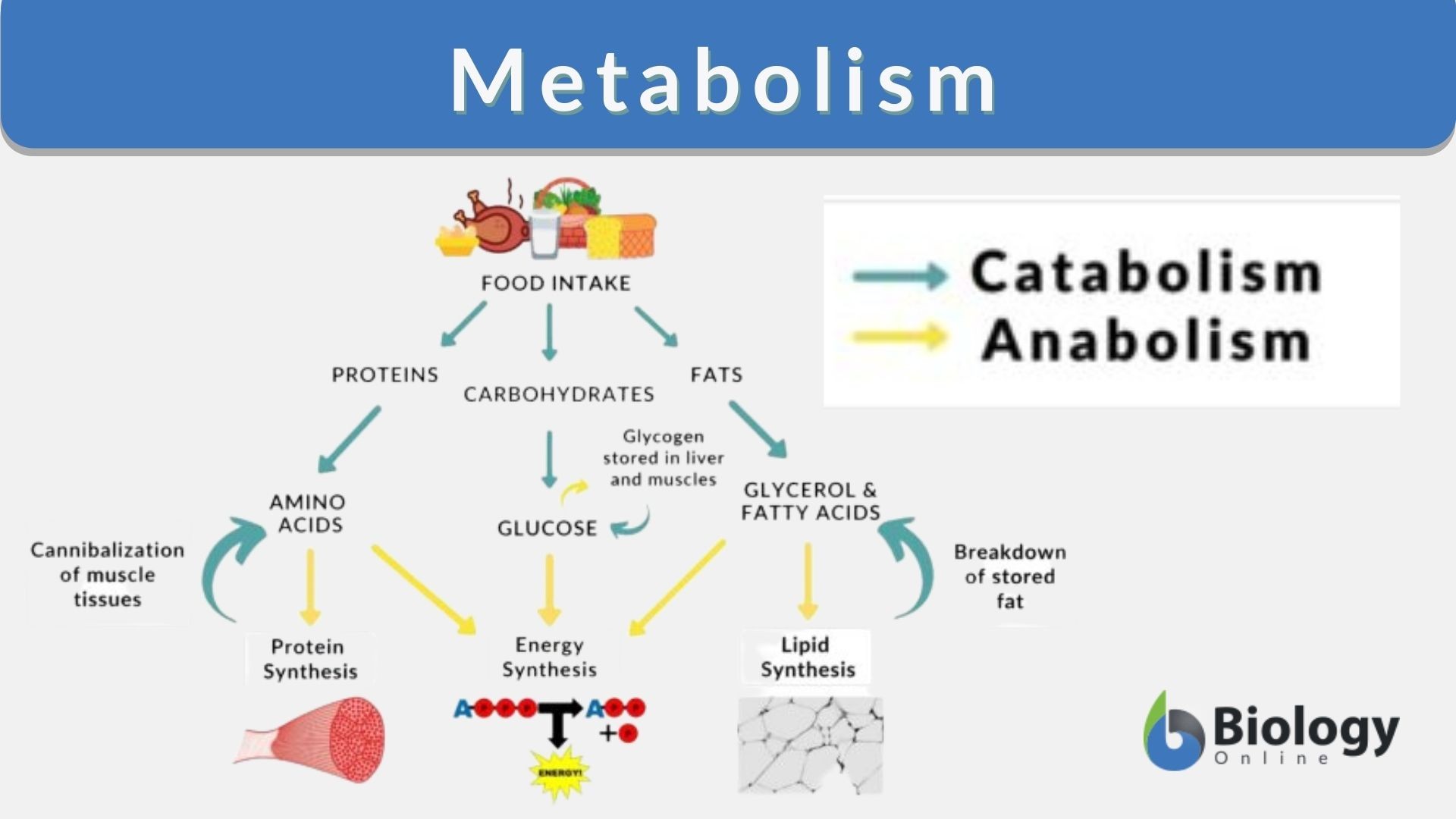 What is proper metabolism?