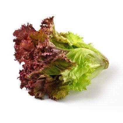 What is purple lettuce?