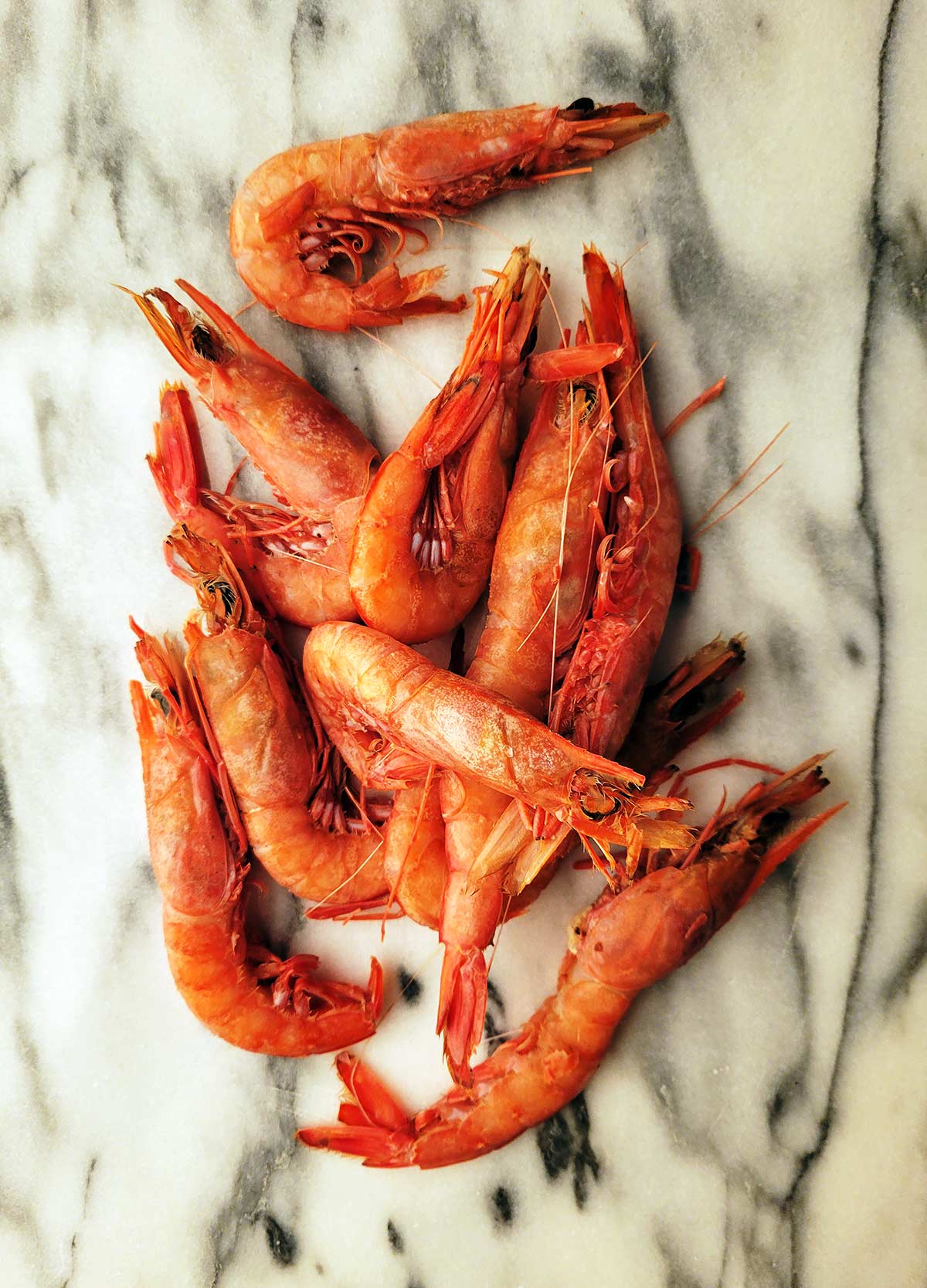 What is Redred shrimp?