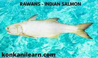 What is salmon called in Goa?