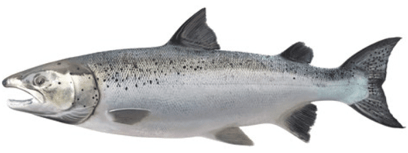 What is salmon fish called?