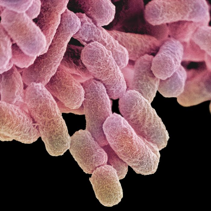 What is Salmonella Anatum?