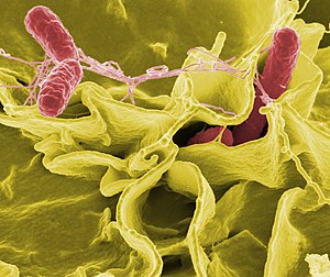 What is Salmonella Stanley?