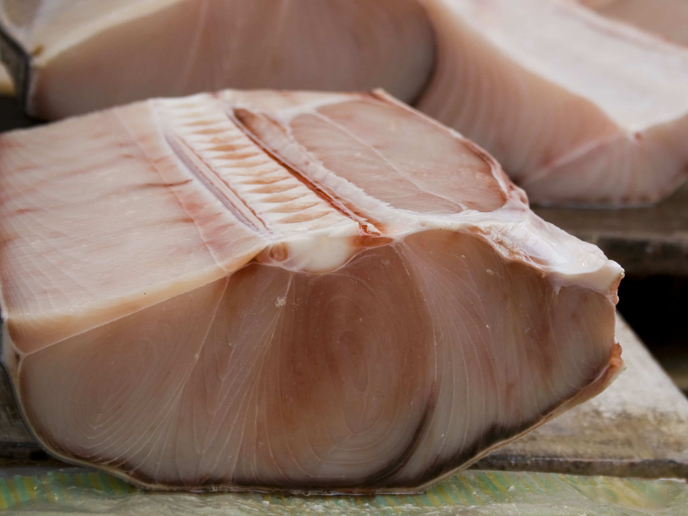 What is shark meat sold as?