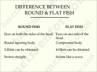 What is similarities between round fish and flat fish?