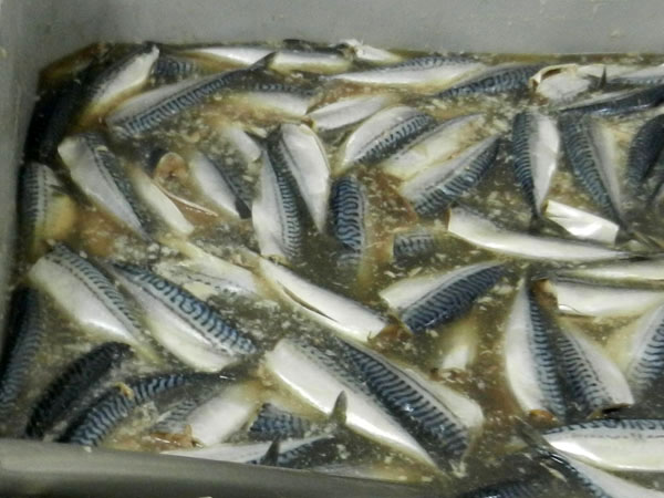 What is soaking of fish in salt solution?