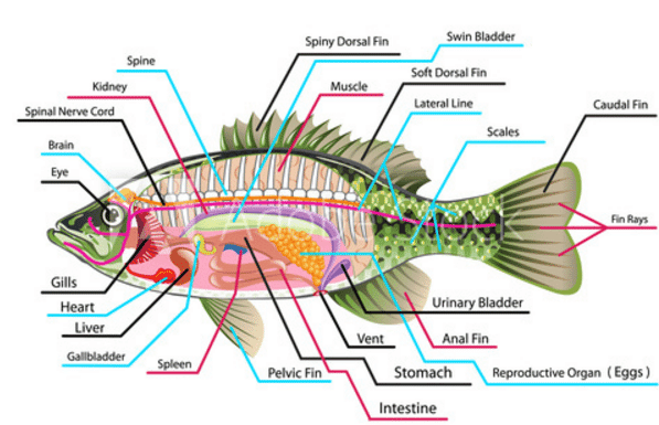 What is something unique about fish?