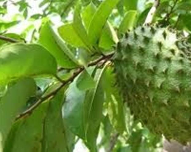 What is soursop extract and how does it work?