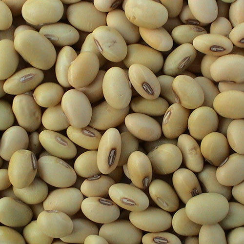 What is soya bean called in India?