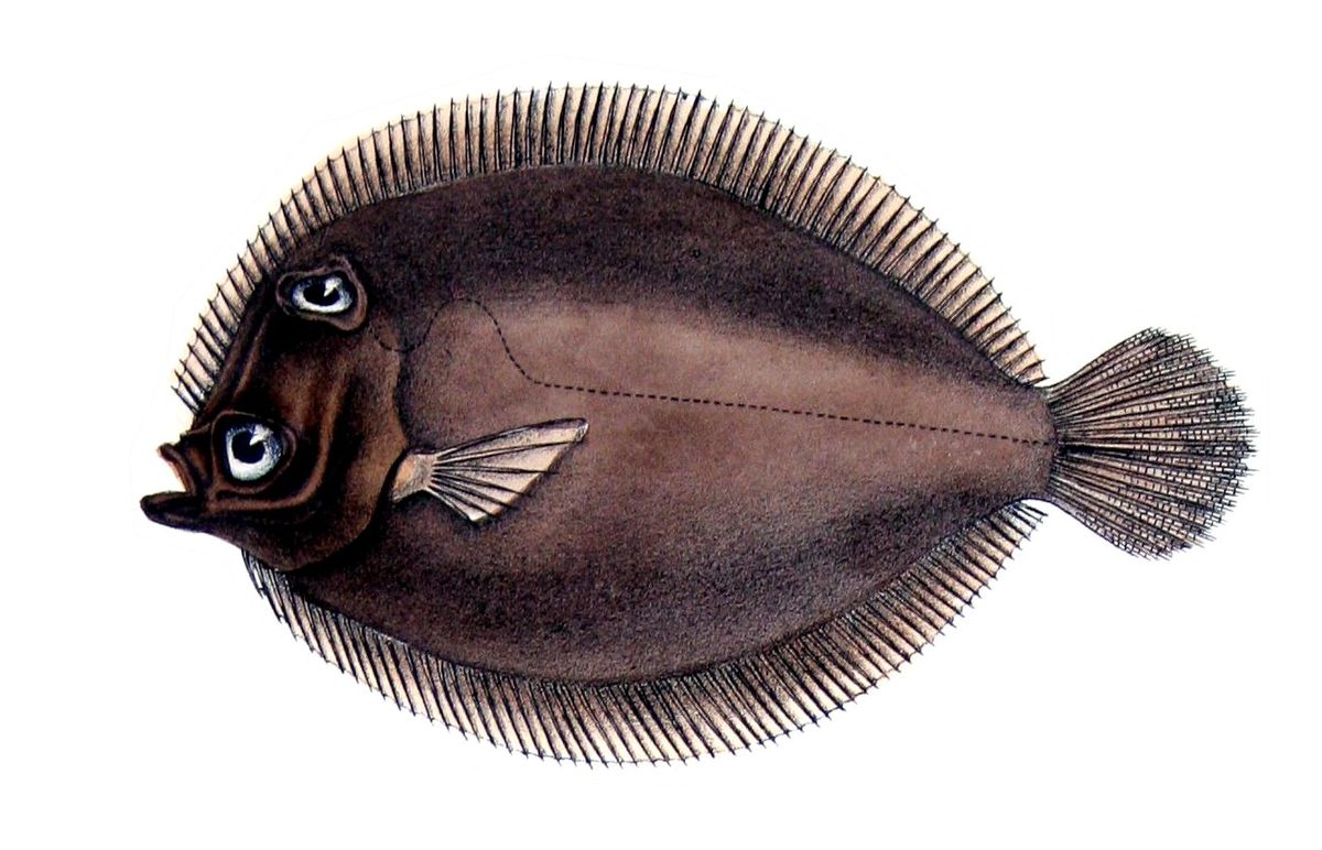What is special about a flounder fish?