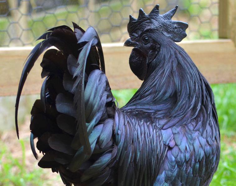 What is special about black chickens?