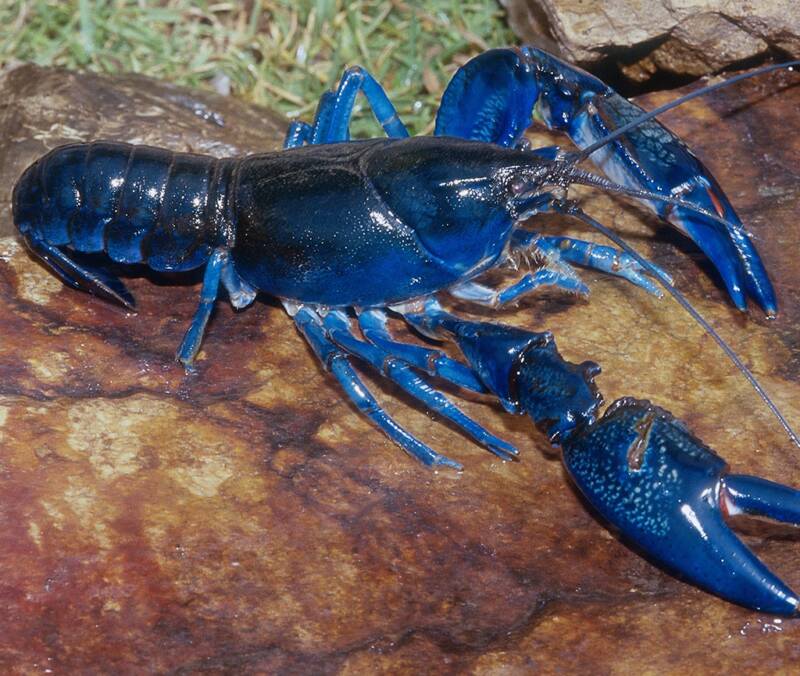 What is special about blue lobster?