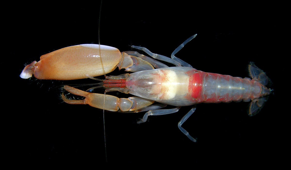 What is special about pistol shrimp?