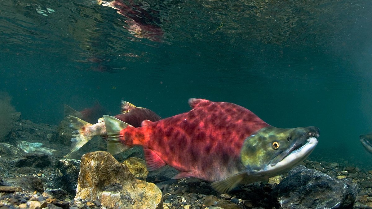 What is special about sockeye salmon?