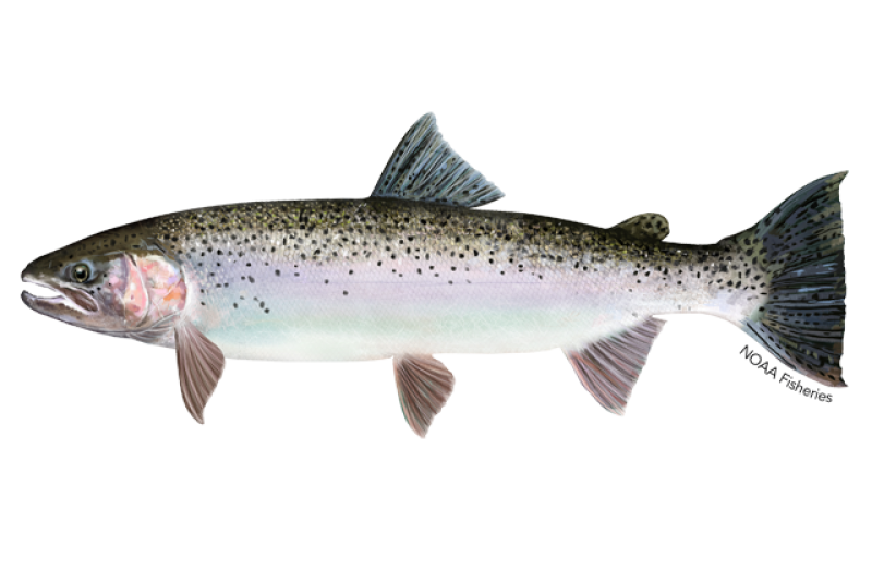 What is special about steelhead trout?