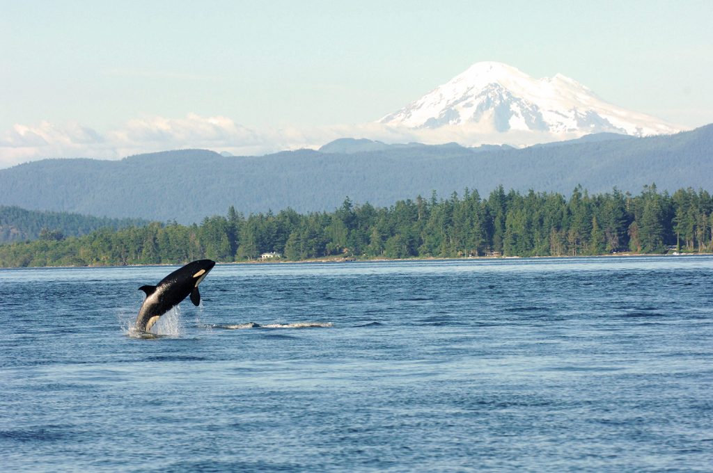 What is special about the Puget Sound?