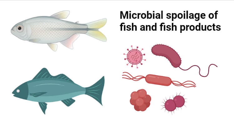 What is spoilage in fish processing?