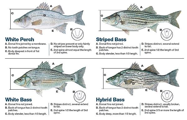 What is striped bass similar to?