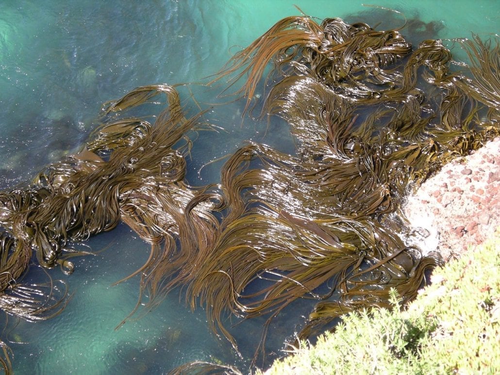 What is strong seaweed odor?