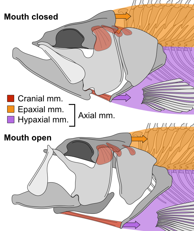 What is suction feeding and how does it work?