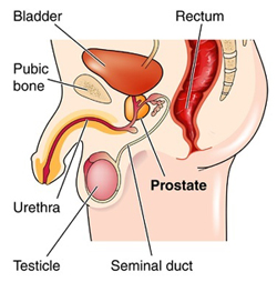 What is testis and its function?