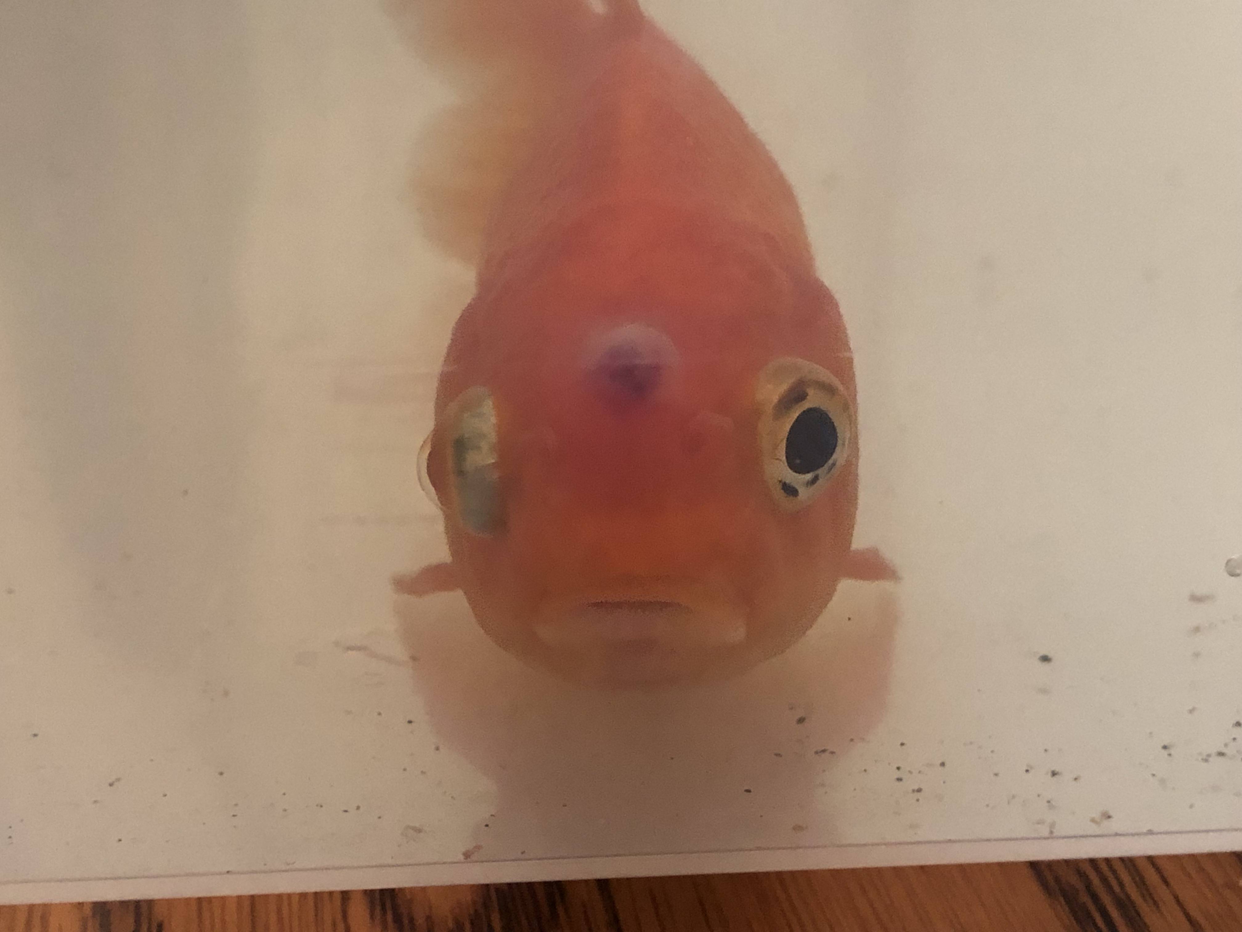 What is that lump on fish head?