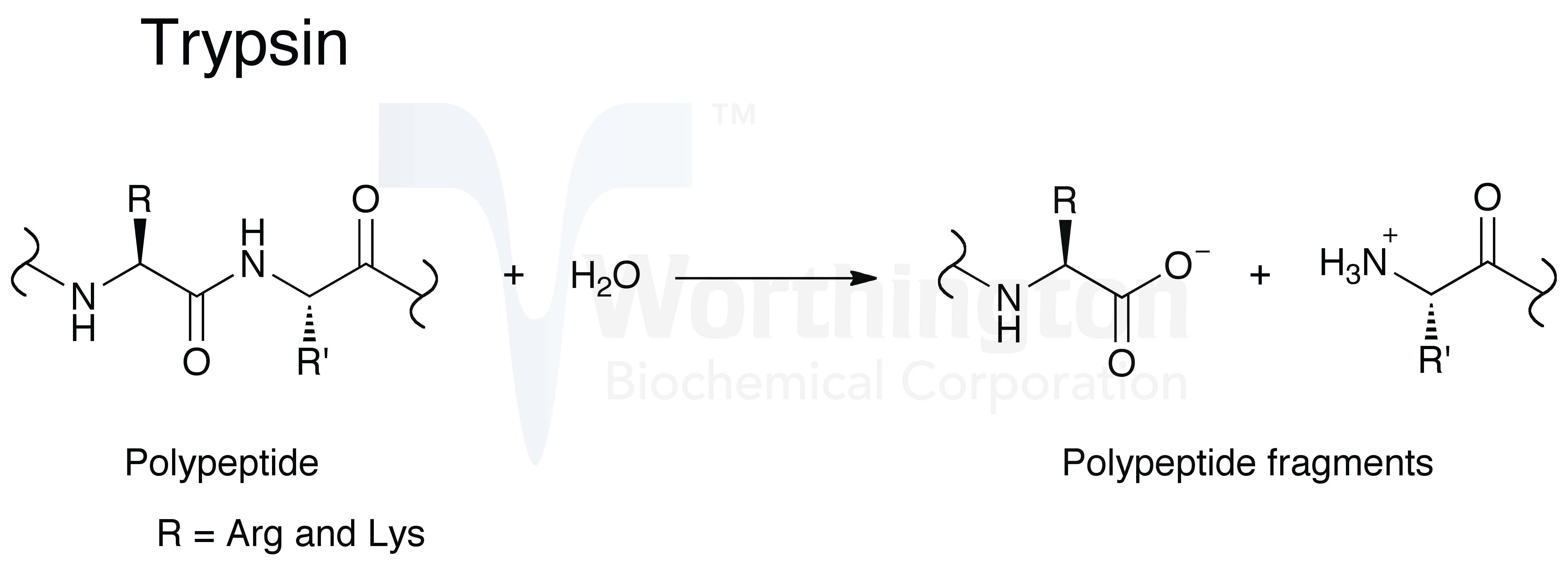 What is the action of trypsin?