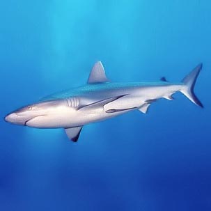 What is the advantage of a shark's countershading?