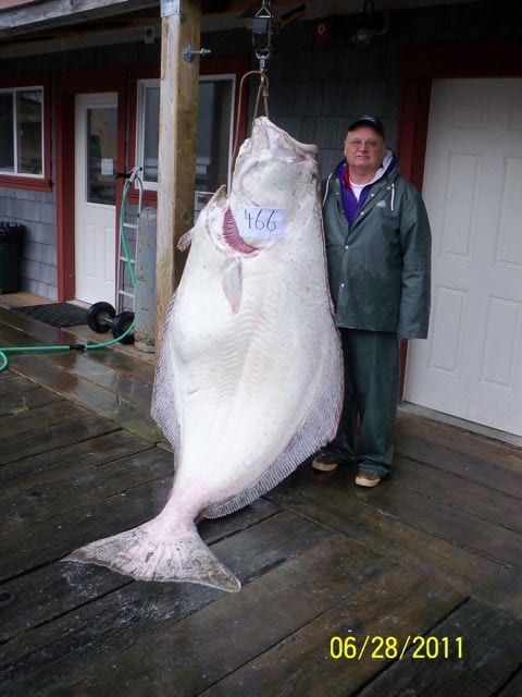 What is the Alaska state record halibut?