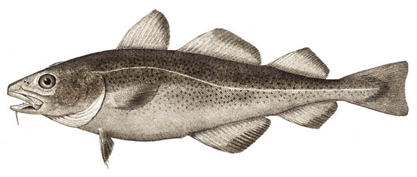 What is the Atlantic cod?