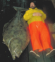 What is the average lifespan of a halibut?