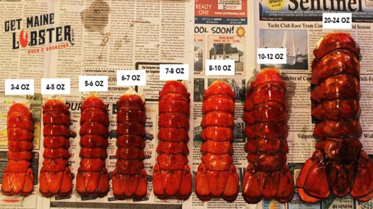 What is the average size lobster tail?