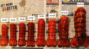 What is the average size of a lobster tail?