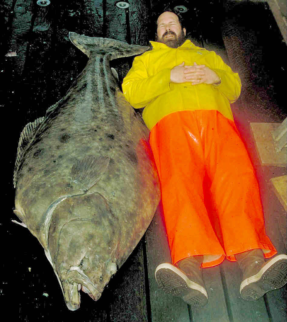 What is the average size of a Pacific halibut?