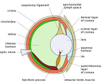 What is the ball inside the fish eye?