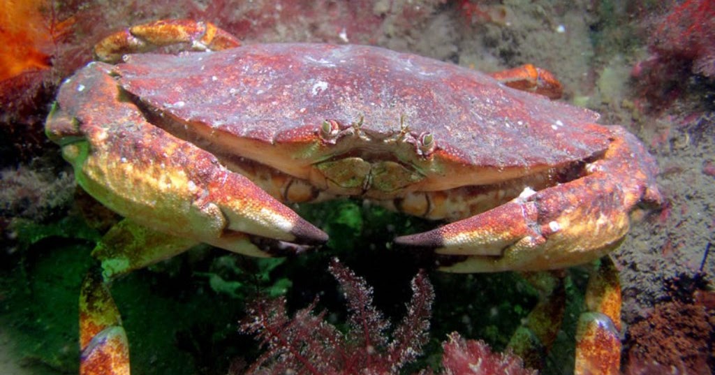 What is the behavioral adaptation of crab?