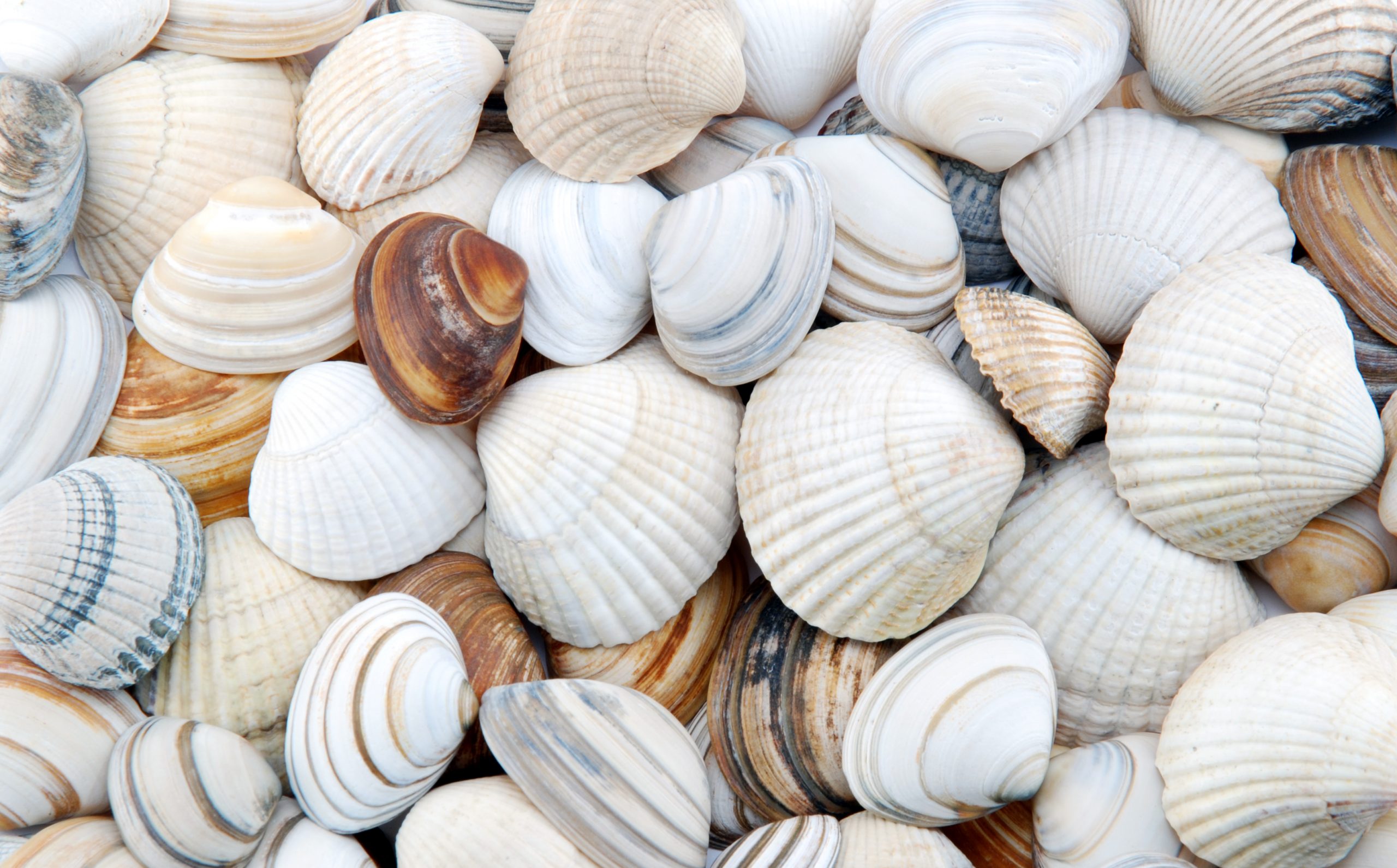 What is the benefit of seashells?