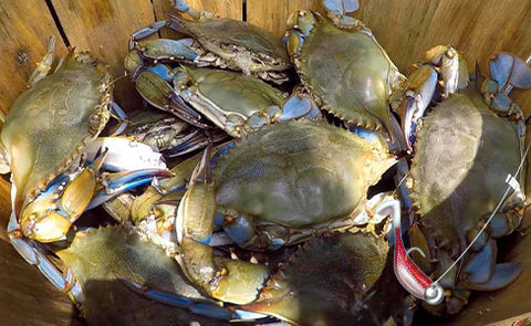 What is the best bait for blue crabs?